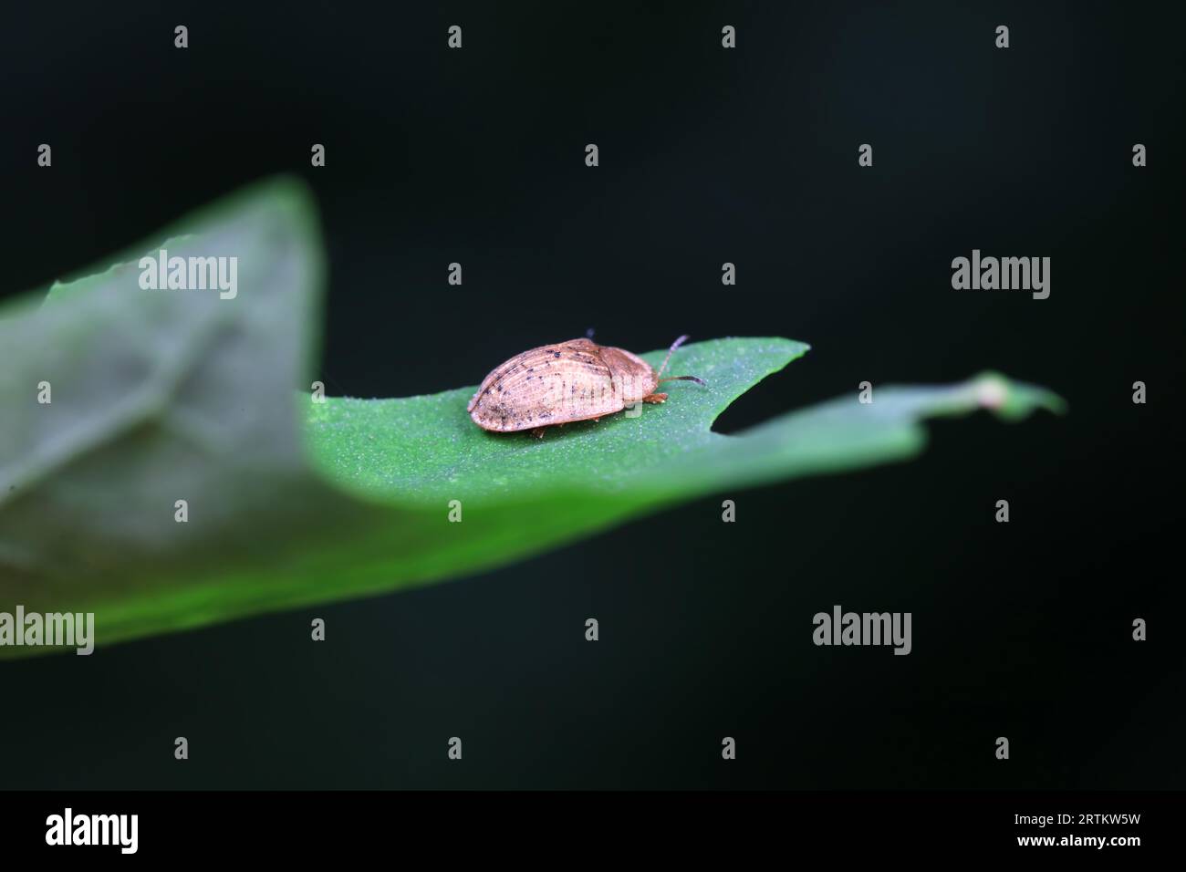 Hispidae family insect crawl on plants, North China Stock Photo - Alamy