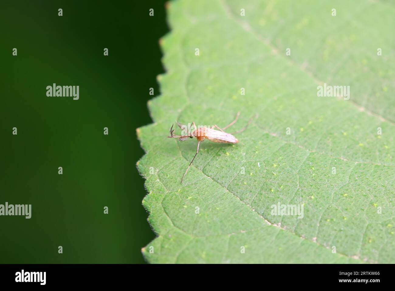 mosquito insect in the wild, North China Stock Photo - Alamy
