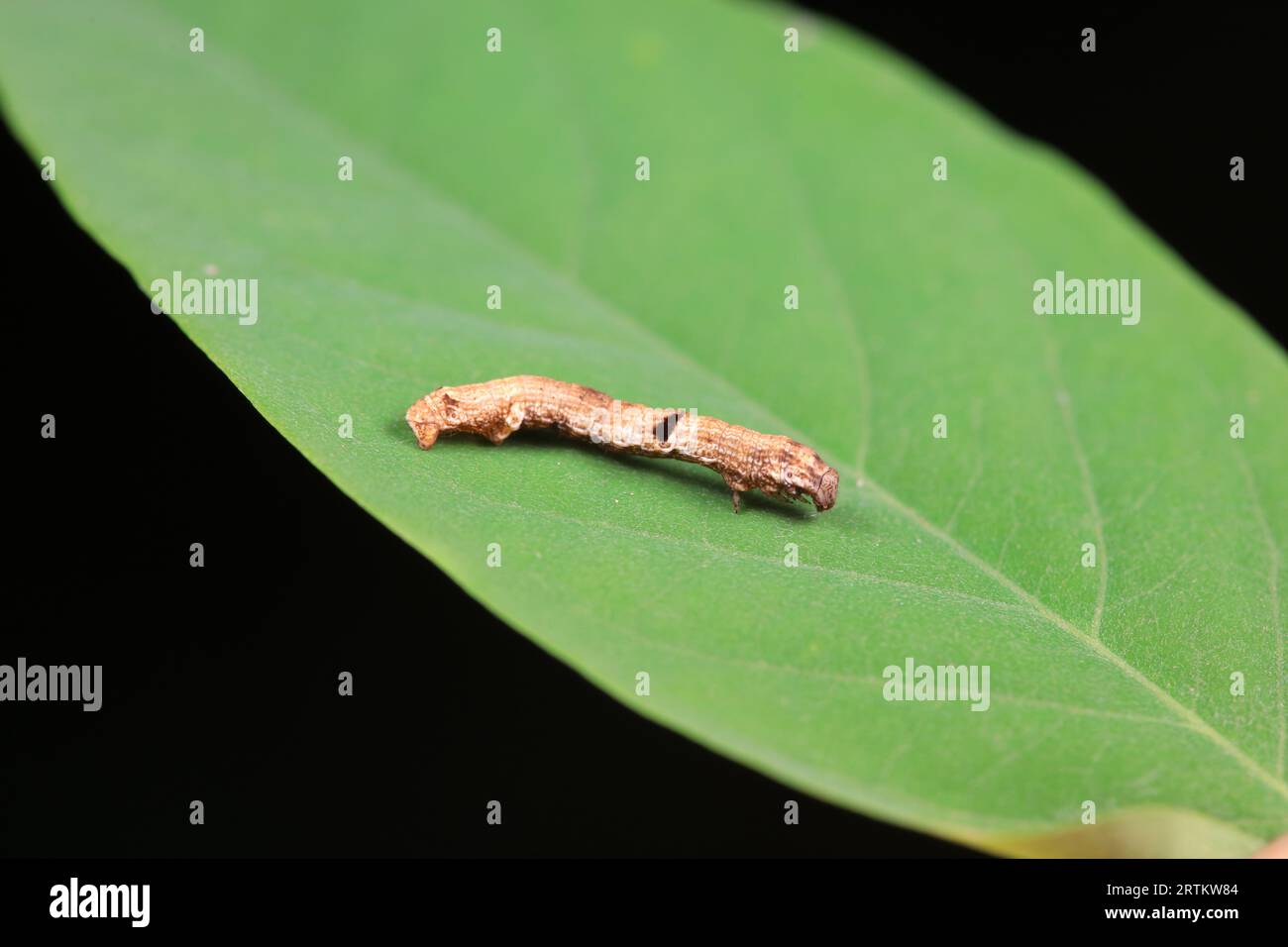 Lepidoptera larva inchworm in the wild, North China Stock Photo - Alamy