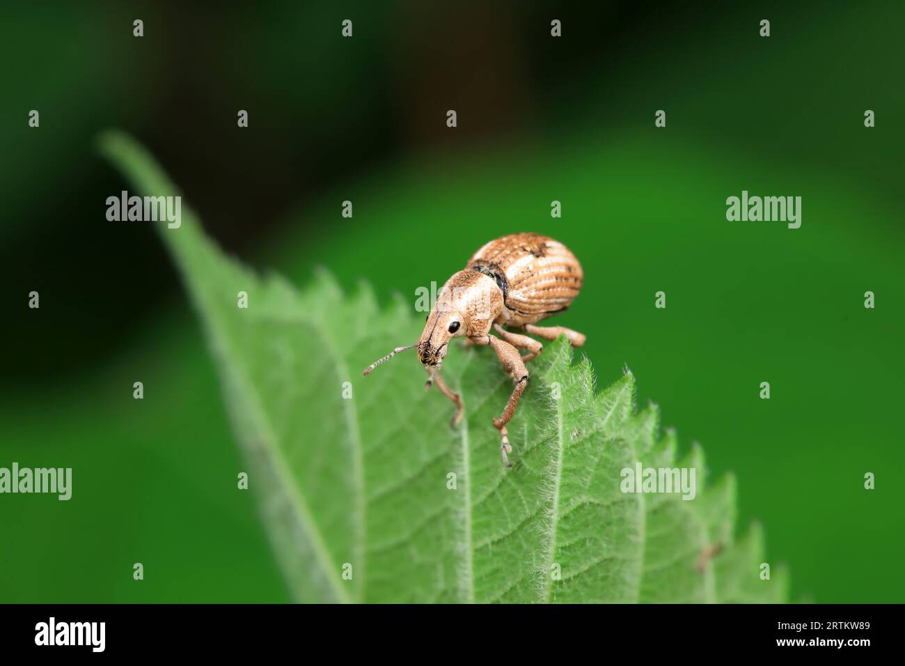 Weevil on wild plants, North China Stock Photo - Alamy