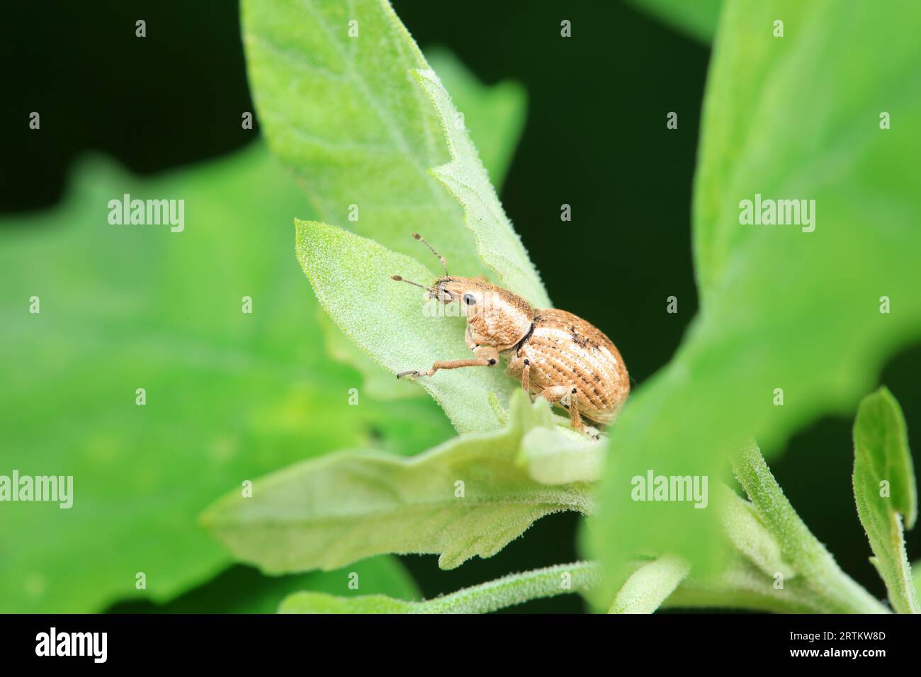 Weevil on wild plants, North China Stock Photo - Alamy