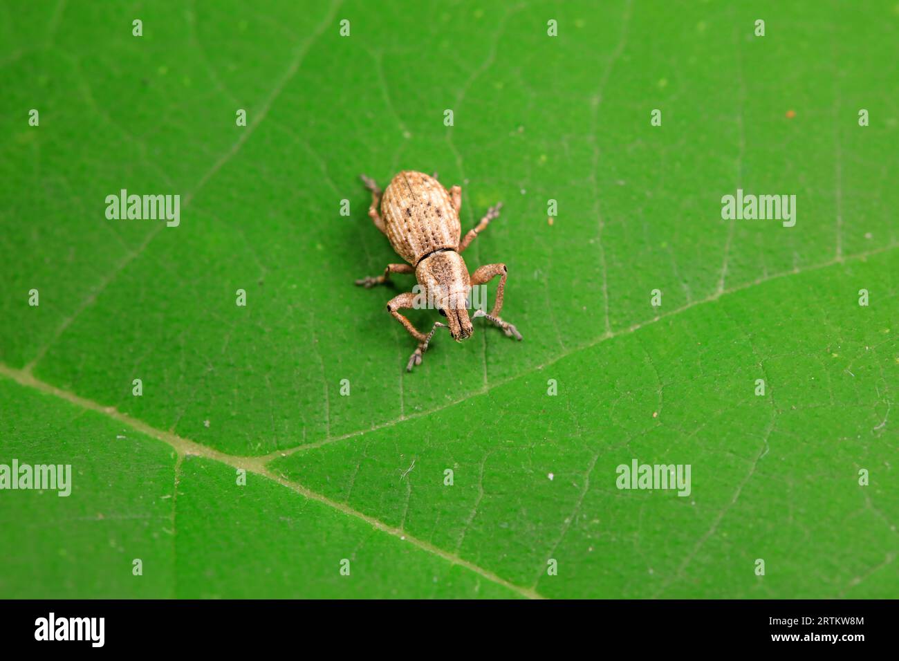 Weevil on wild plants, North China Stock Photo - Alamy