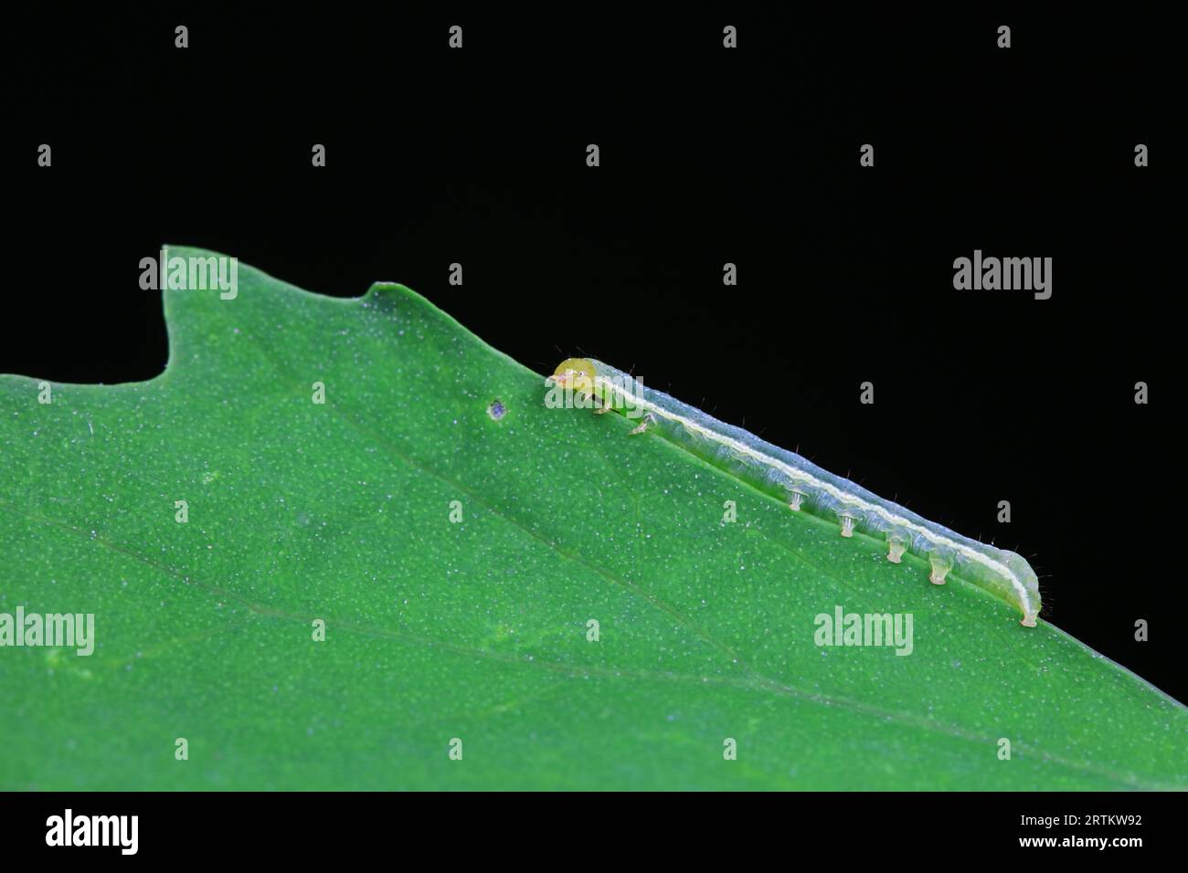 Lepidoptera larvae in the wild, North China Stock Photo - Alamy
