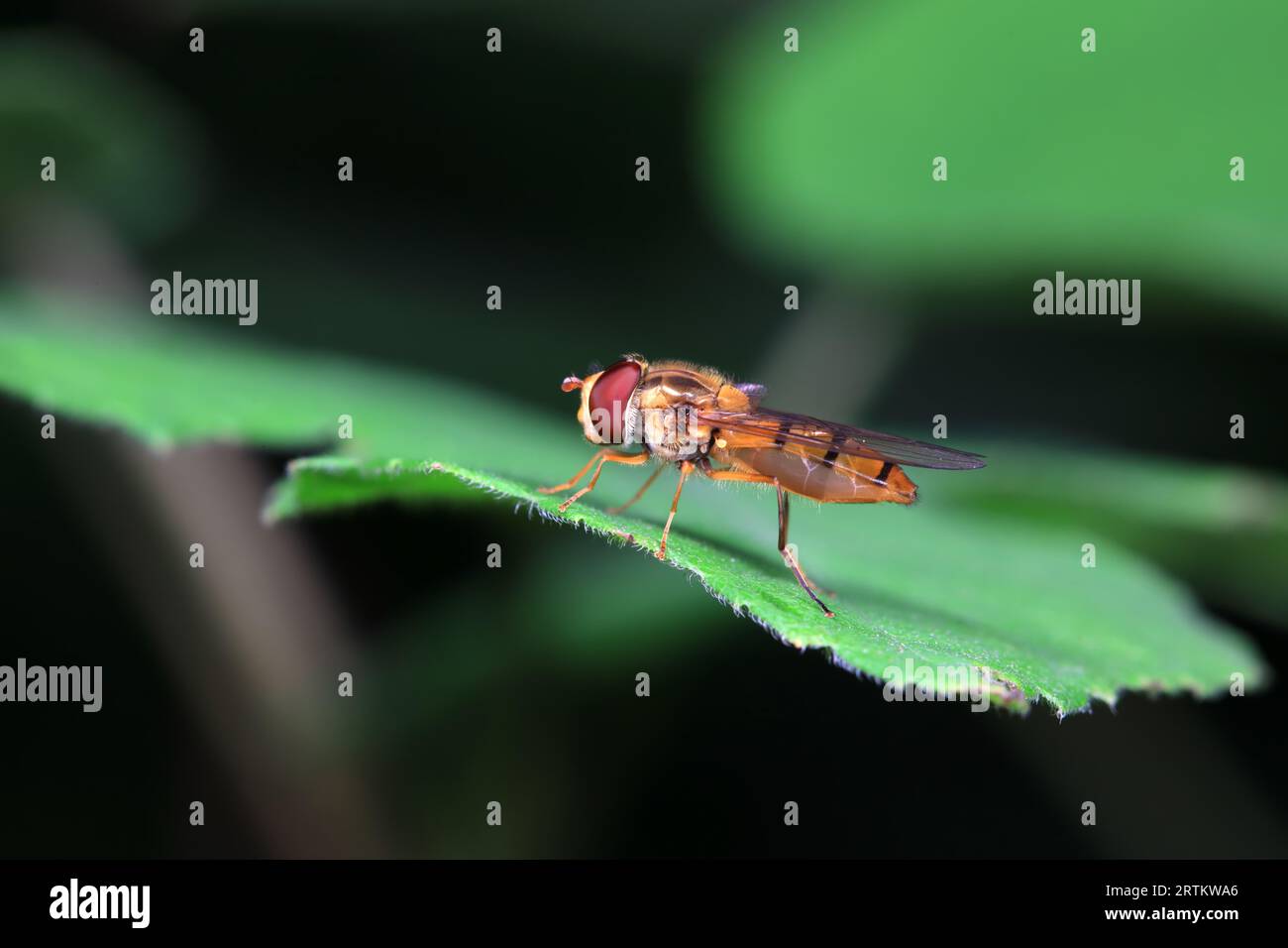 Aphid eating flies in the wild, North China Stock Photo - Alamy