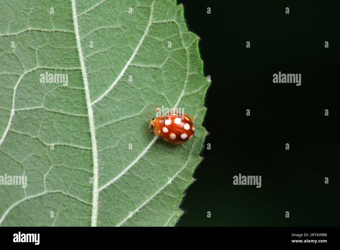 Ladybugs on wild plants, North China Stock Photo - Alamy