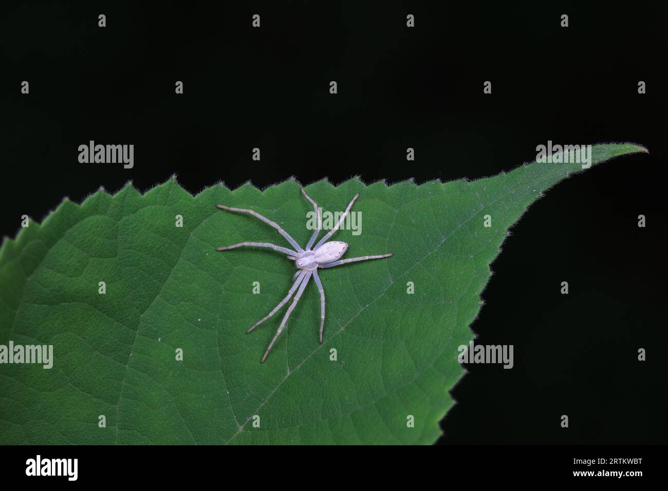 Spiders in the wild, North China Stock Photo - Alamy