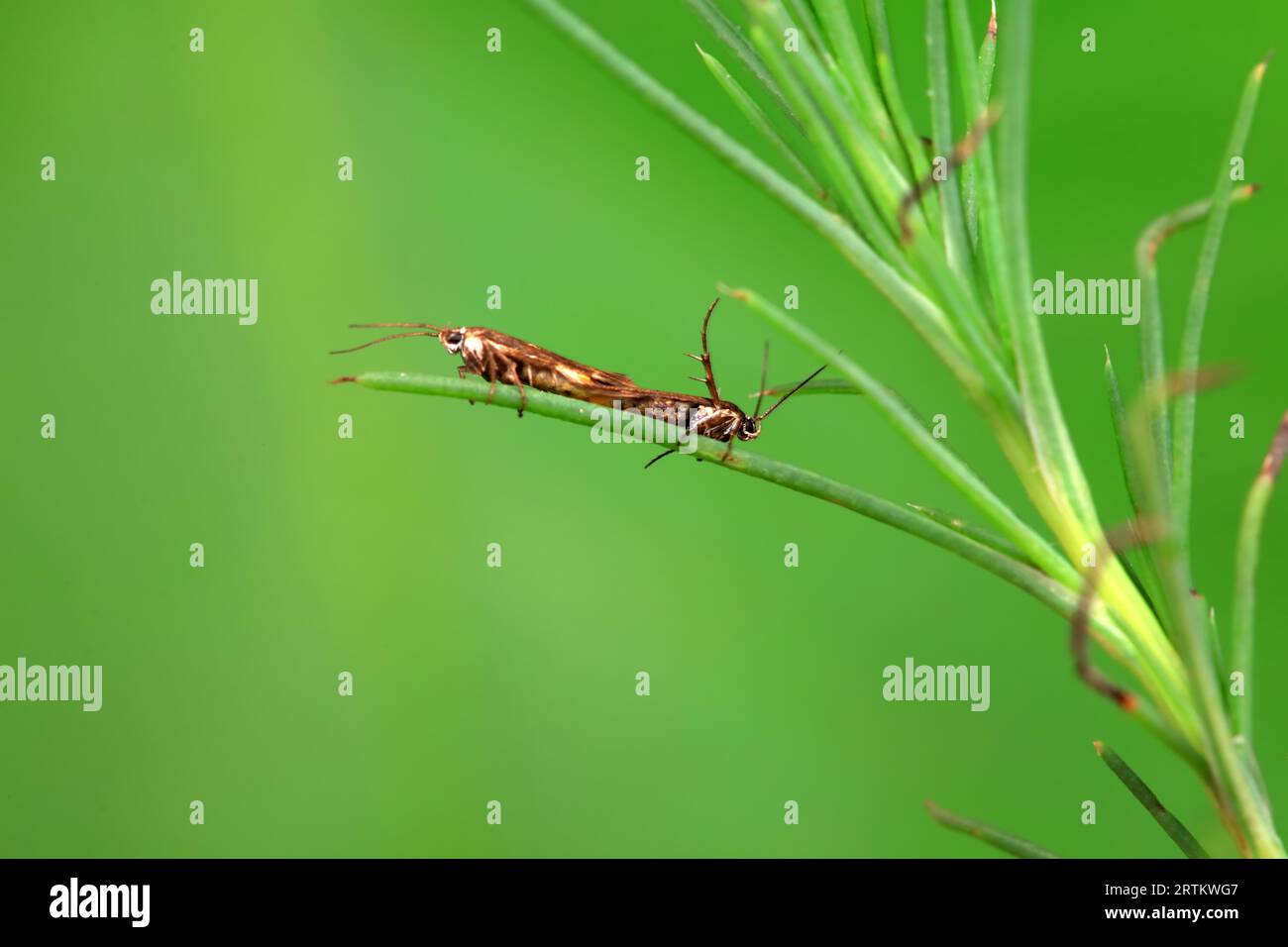 Lepidoptera insects in the wild, North China Stock Photo - Alamy