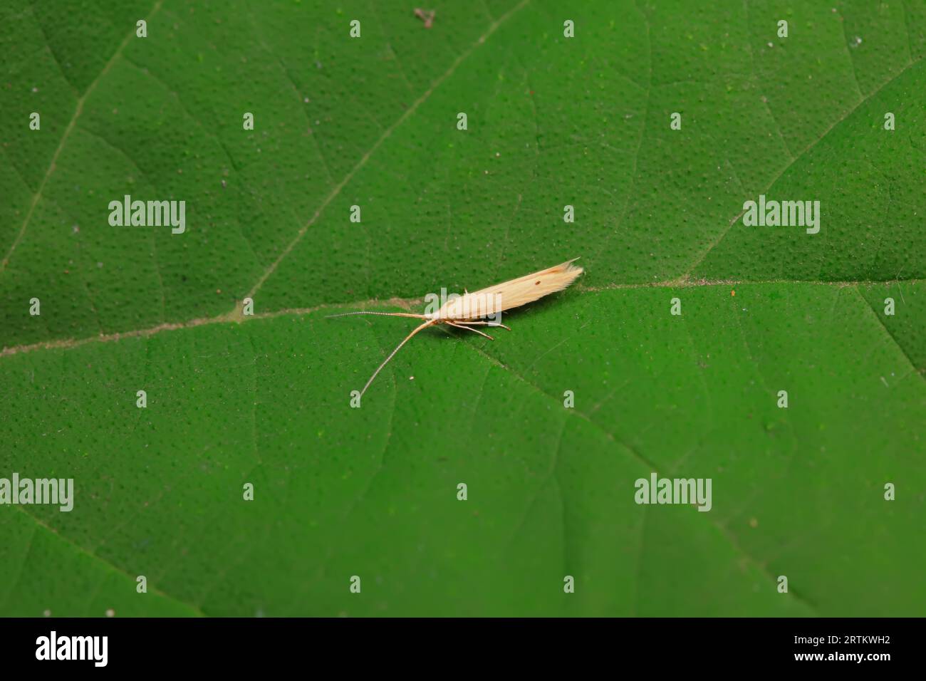 Lepidoptera insects in the wild, North China Stock Photo - Alamy