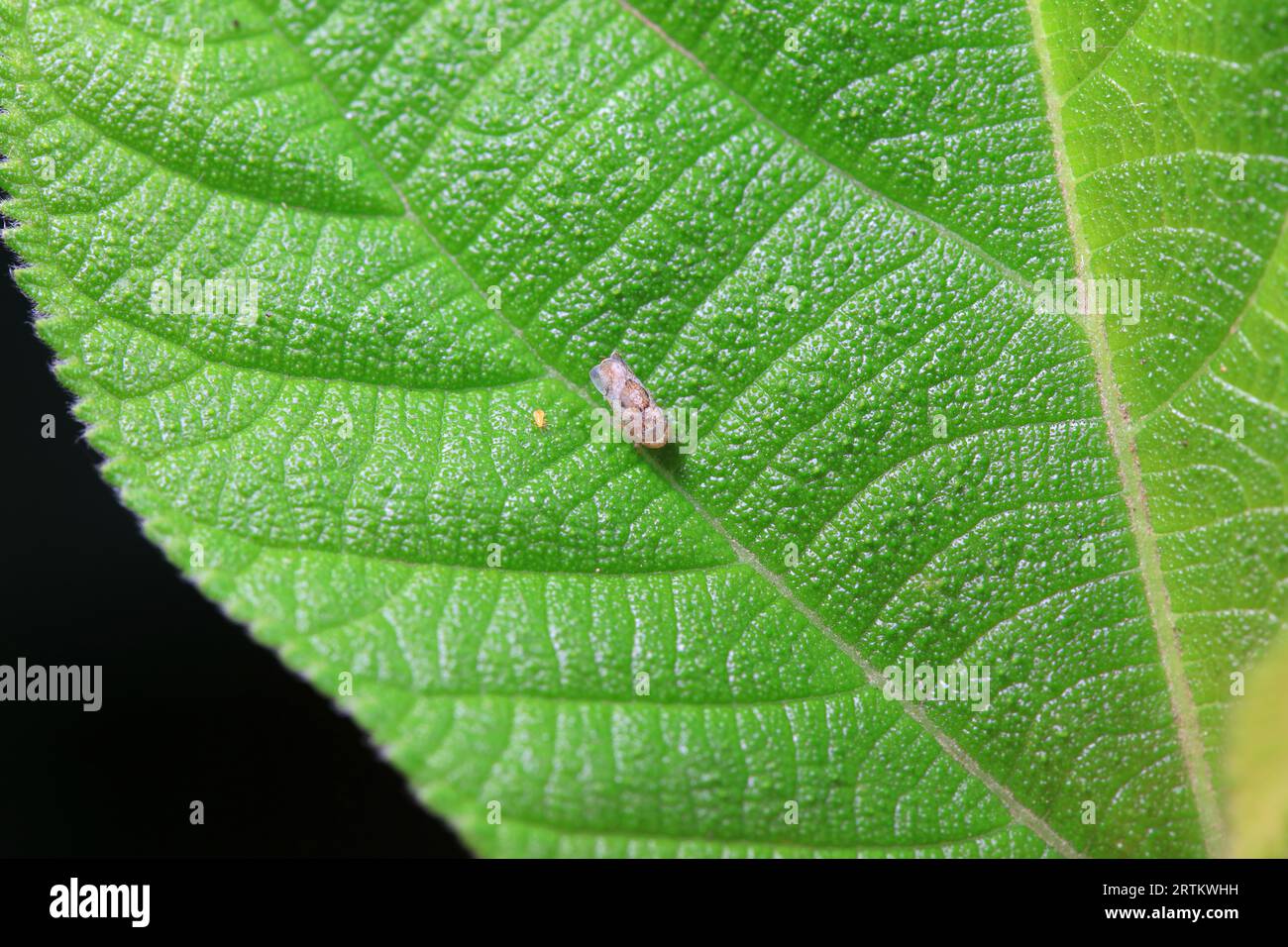 Leaf cicada on wild plants, North China Stock Photo - Alamy