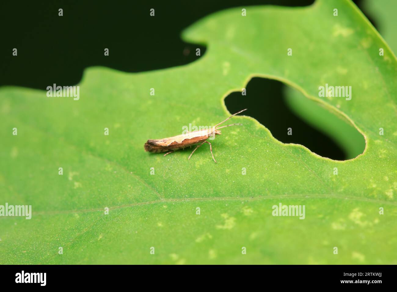 Lepidoptera insects in the wild, North China Stock Photo - Alamy
