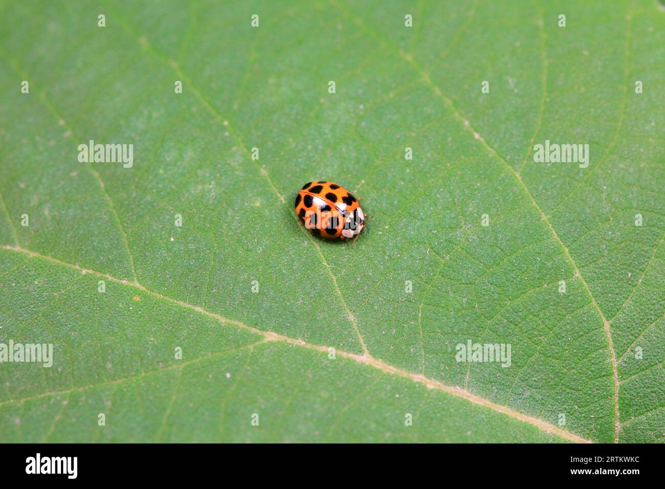 Ladybugs on wild plants, North China Stock Photo - Alamy