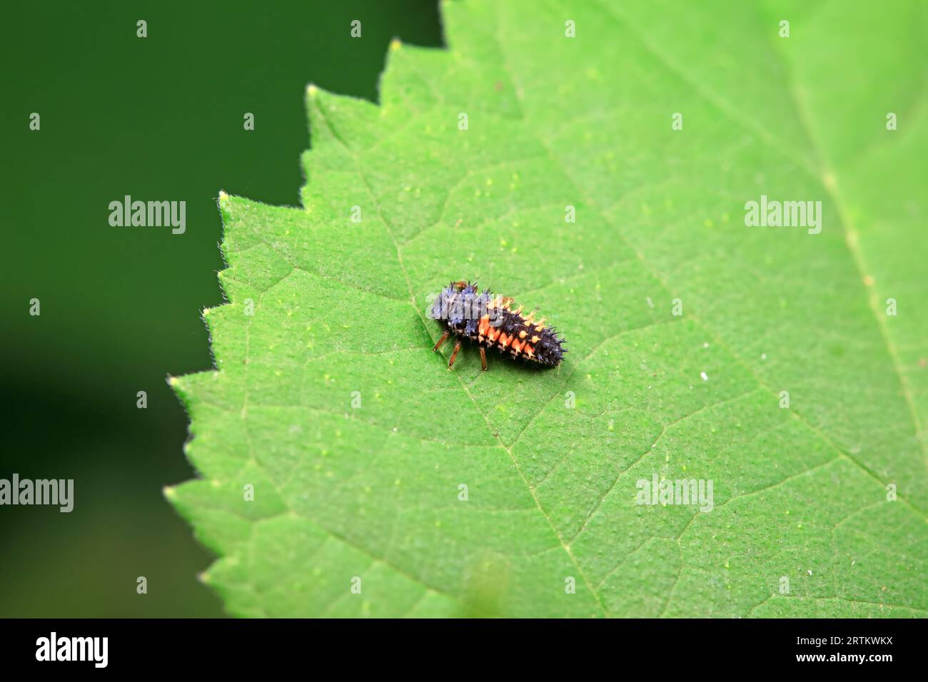 Ladybugs on wild plants, North China Stock Photo - Alamy
