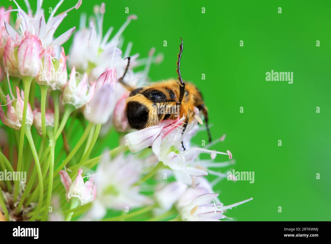 Coleoptera Chrysomelidae insects, North China Stock Photo - Alamy