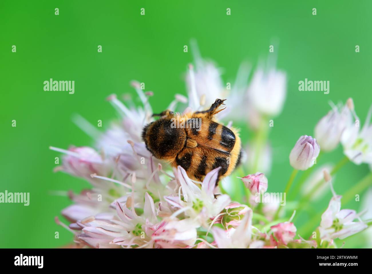 Coleoptera Chrysomelidae insects, North China Stock Photo - Alamy