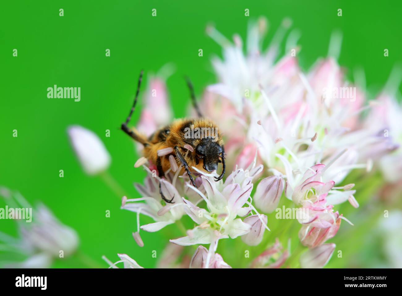 Coleoptera Chrysomelidae insects, North China Stock Photo - Alamy