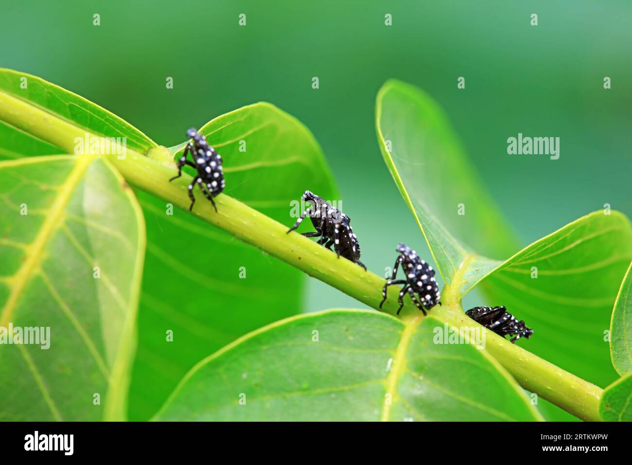 Hemiptera wax Cicadellidae insects on wild plants, North China Stock ...