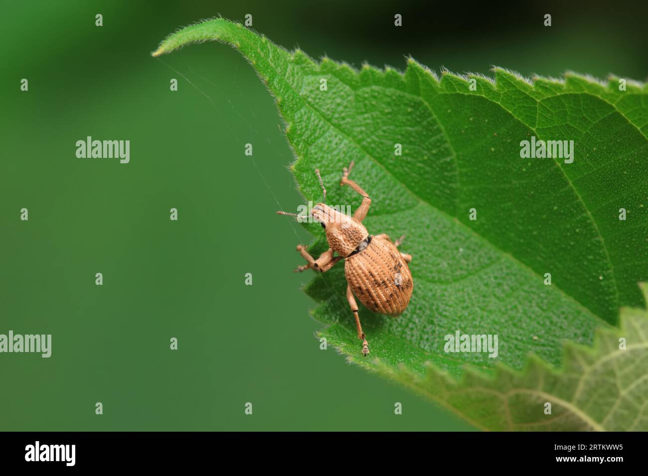Weevil on wild plants, North China Stock Photo - Alamy