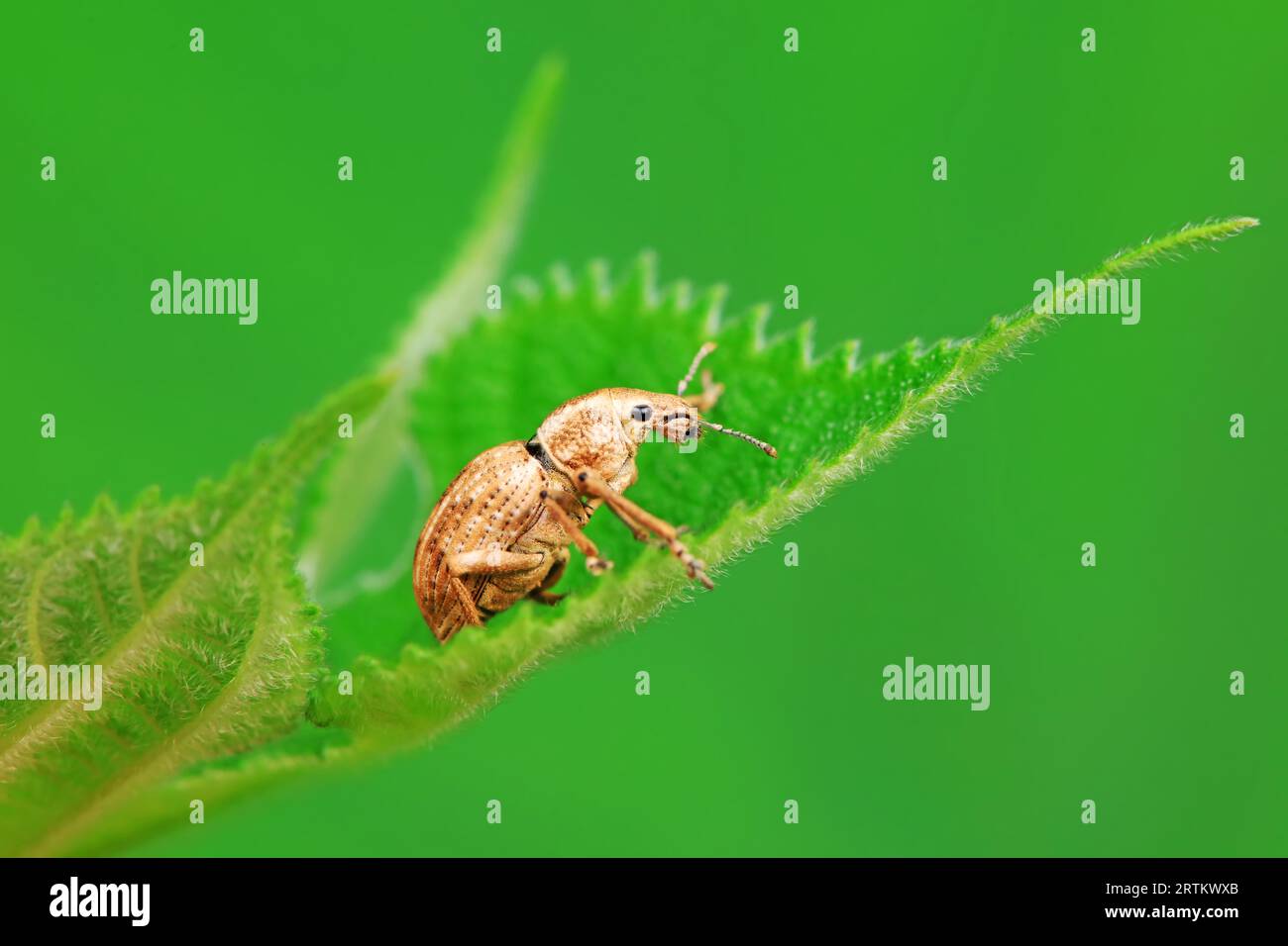 Weevil on wild plants, North China Stock Photo - Alamy