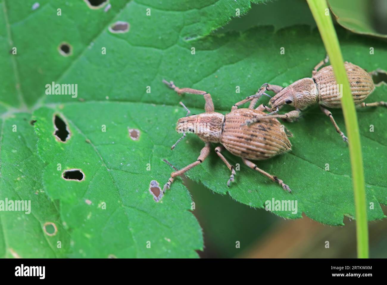 Weevil on wild plants, North China Stock Photo - Alamy