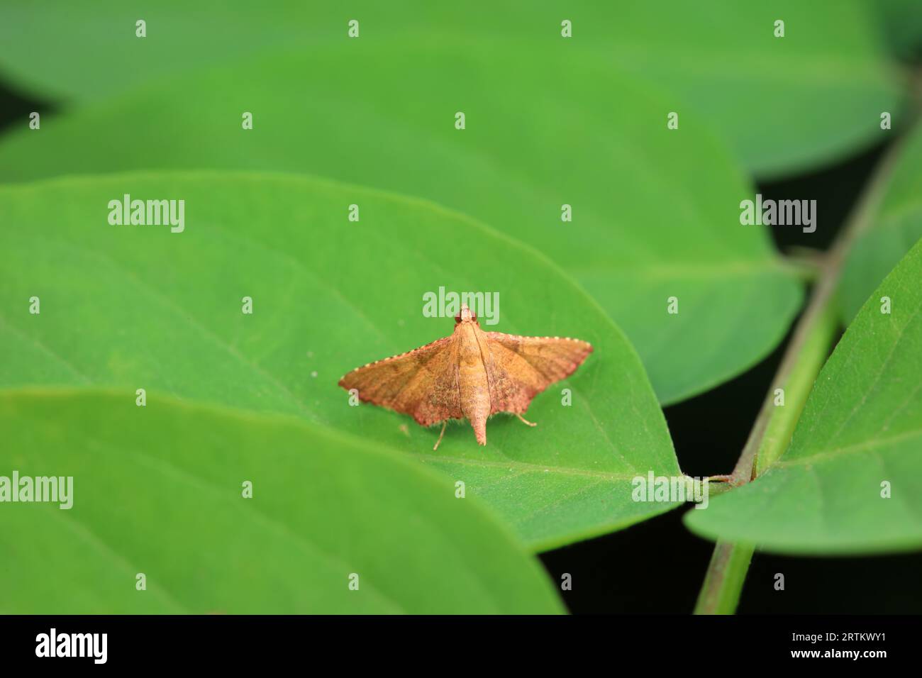 Chilo furnacalis hi-res stock photography and images - Alamy