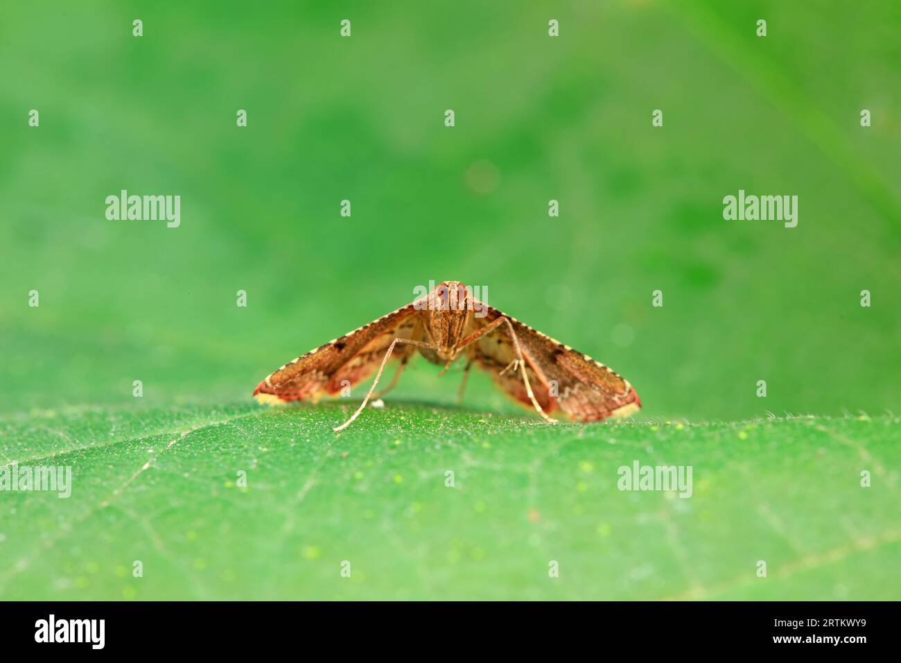 Chilo furnacalis hi-res stock photography and images - Alamy