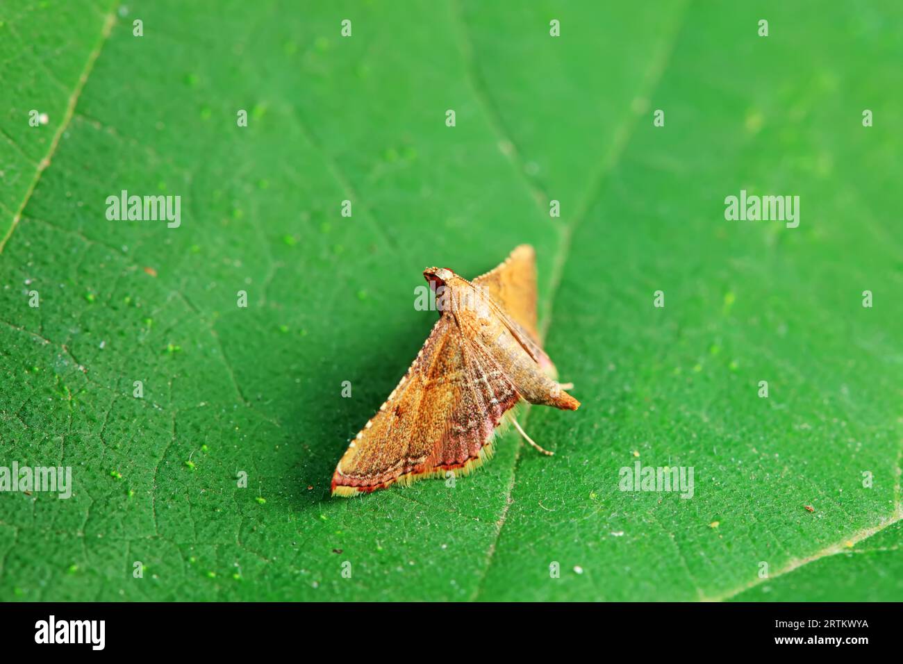 Lepidoptera insects in the wild, North China Stock Photo - Alamy