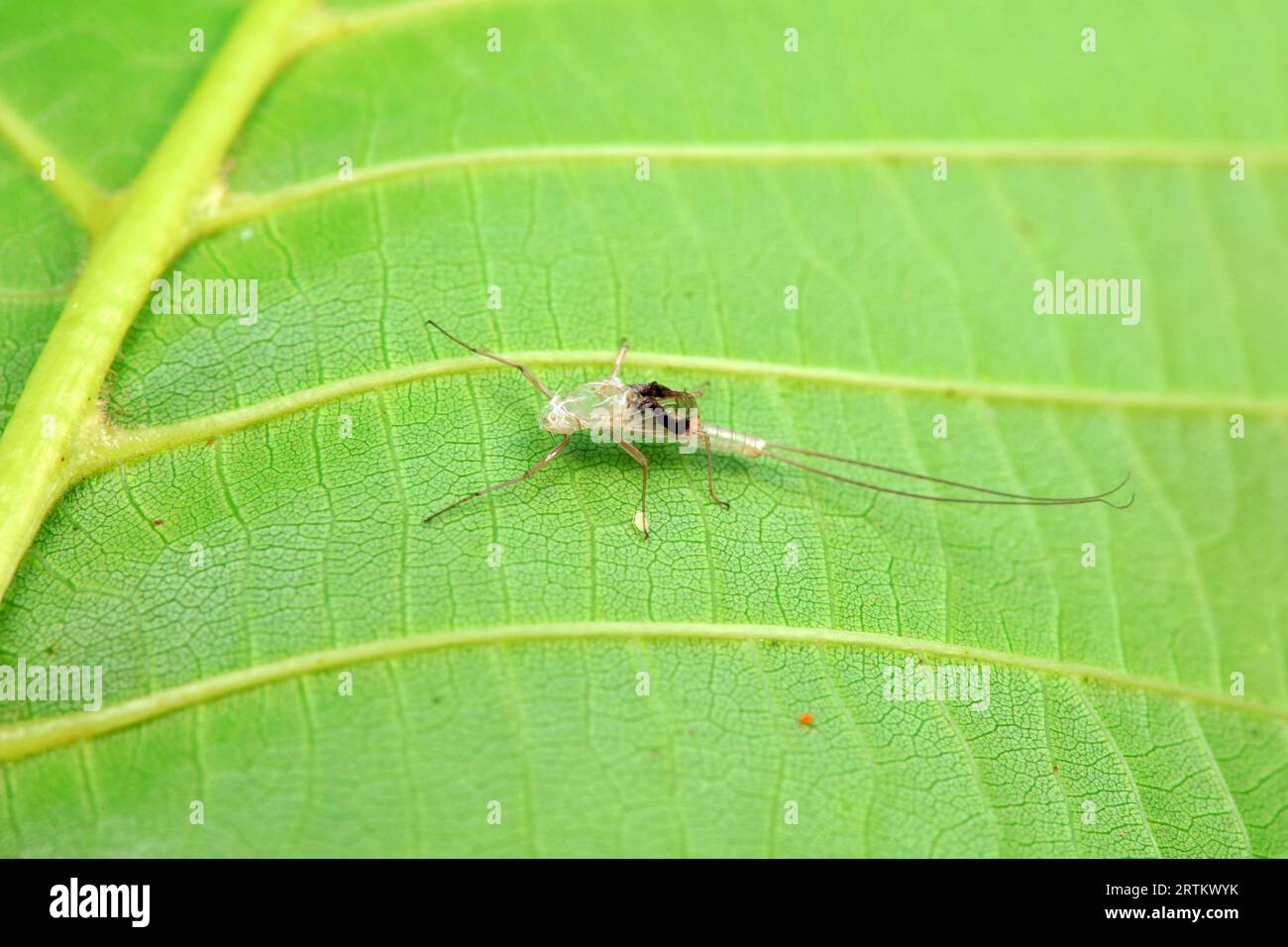 Mayfly, a very short-lived insect, North China Stock Photo - Alamy