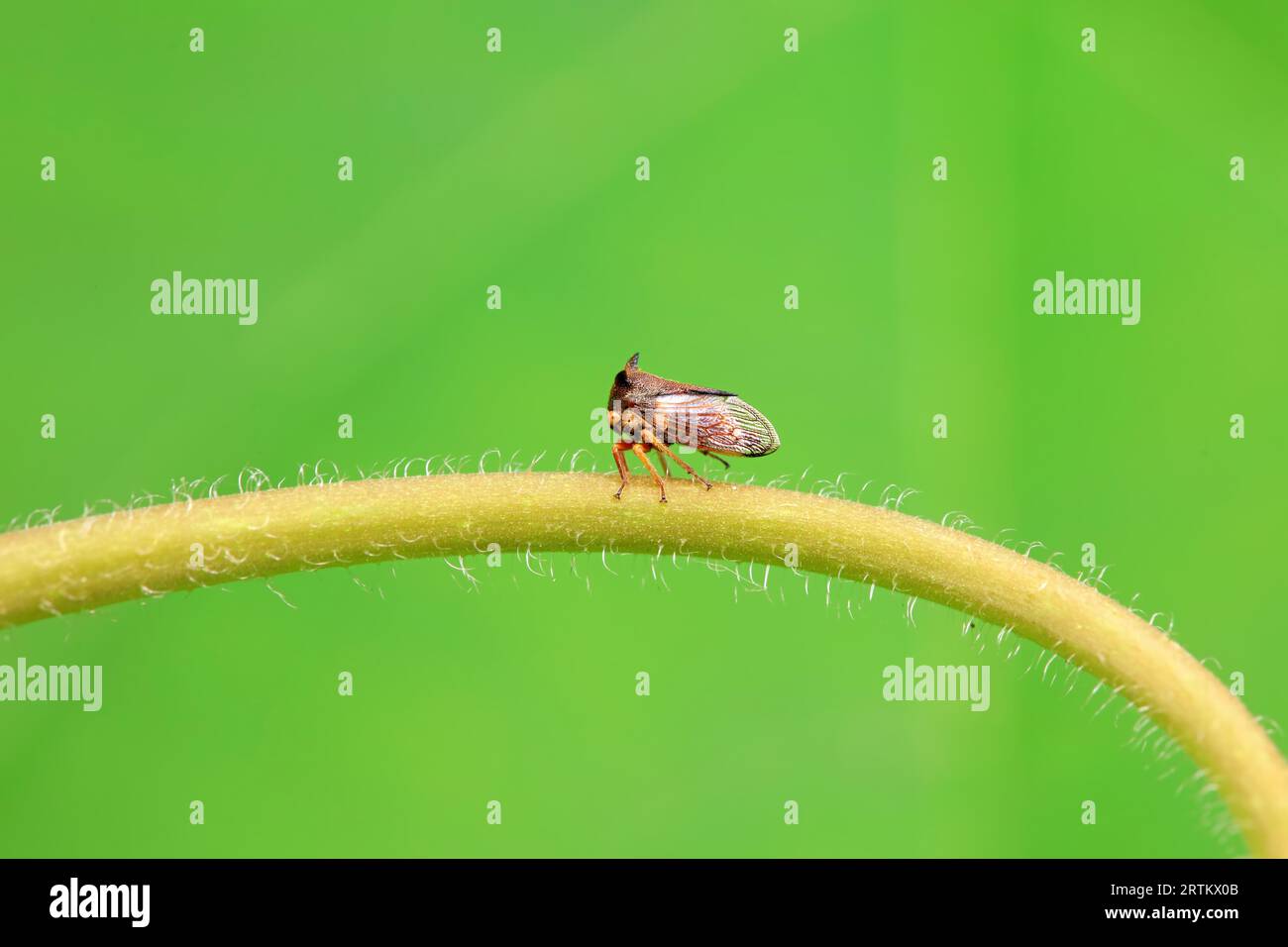Leaf cicada on wild plants, North China Stock Photo - Alamy