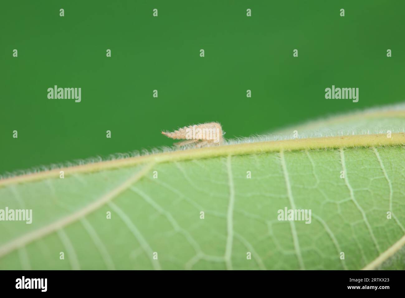Leaf cicada on wild plants, North China Stock Photo - Alamy