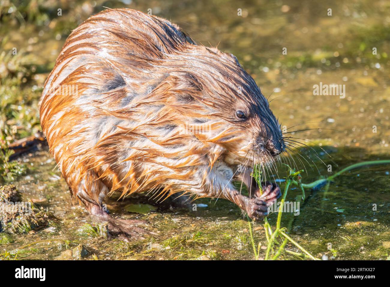 Wild animal Muskrat, Ondatra zibethicuseats, eats on the river bank ...