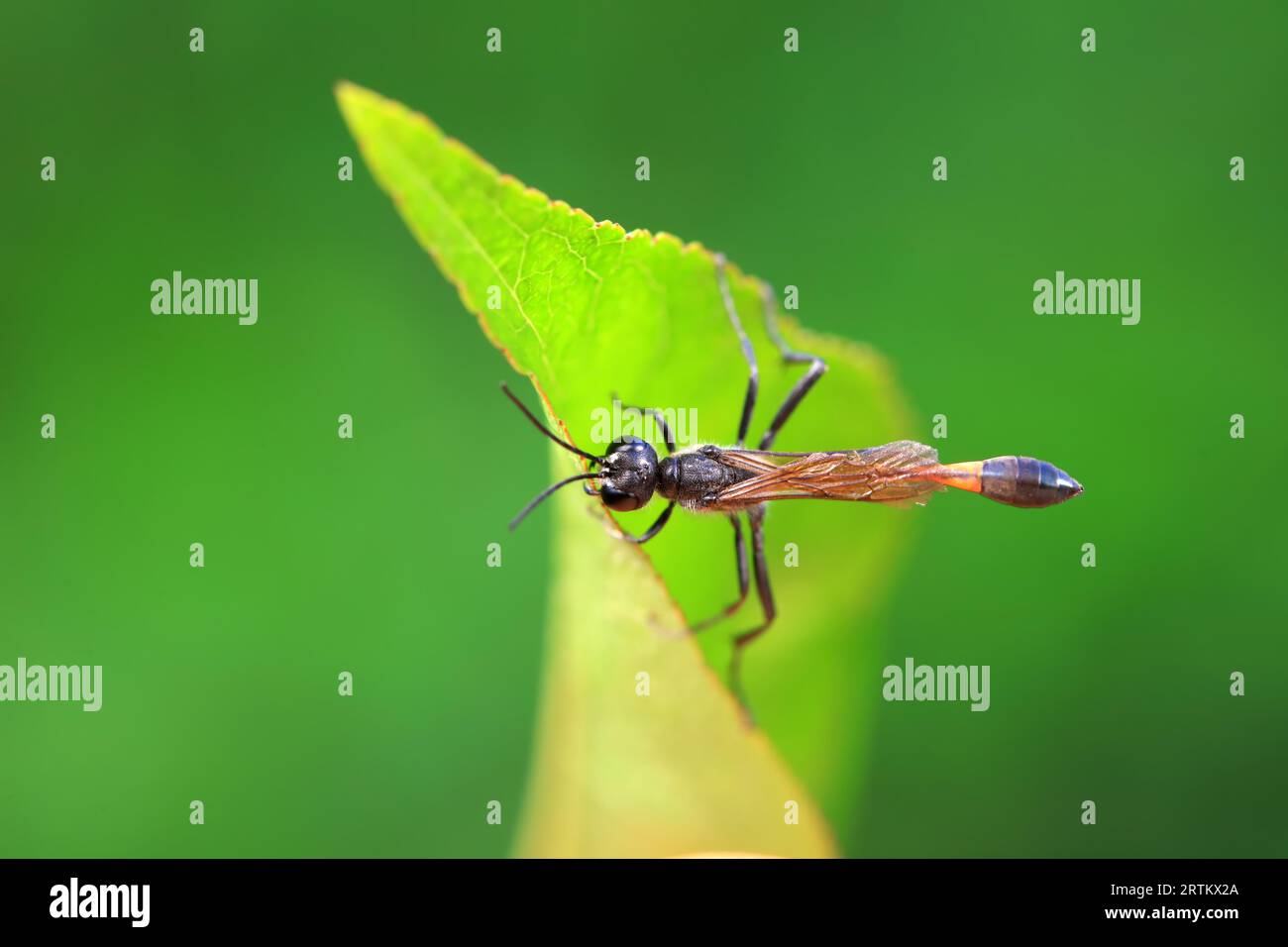 Bee insects in the wild, North China Stock Photo - Alamy