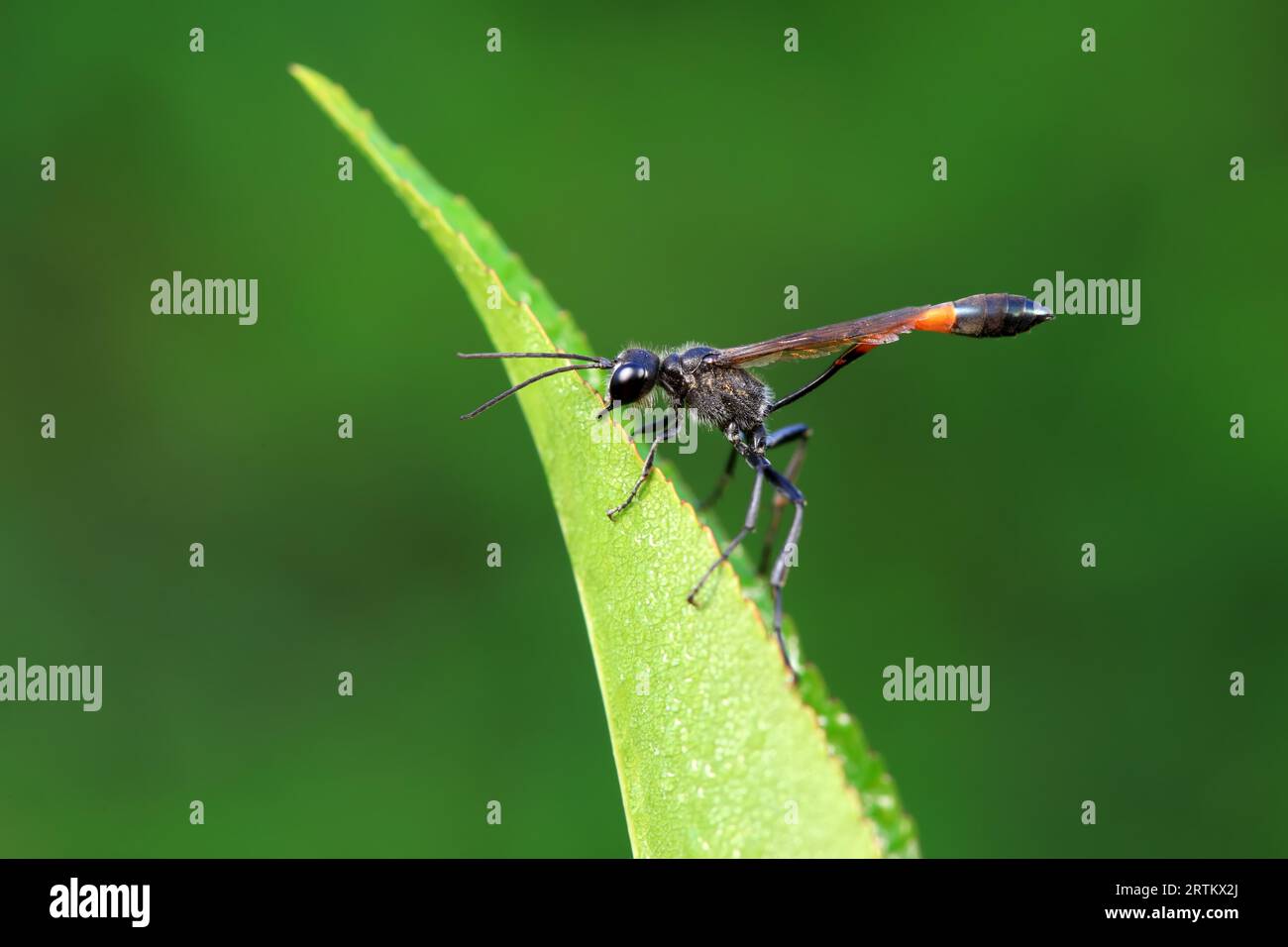 China bee hi-res stock photography and images - Alamy