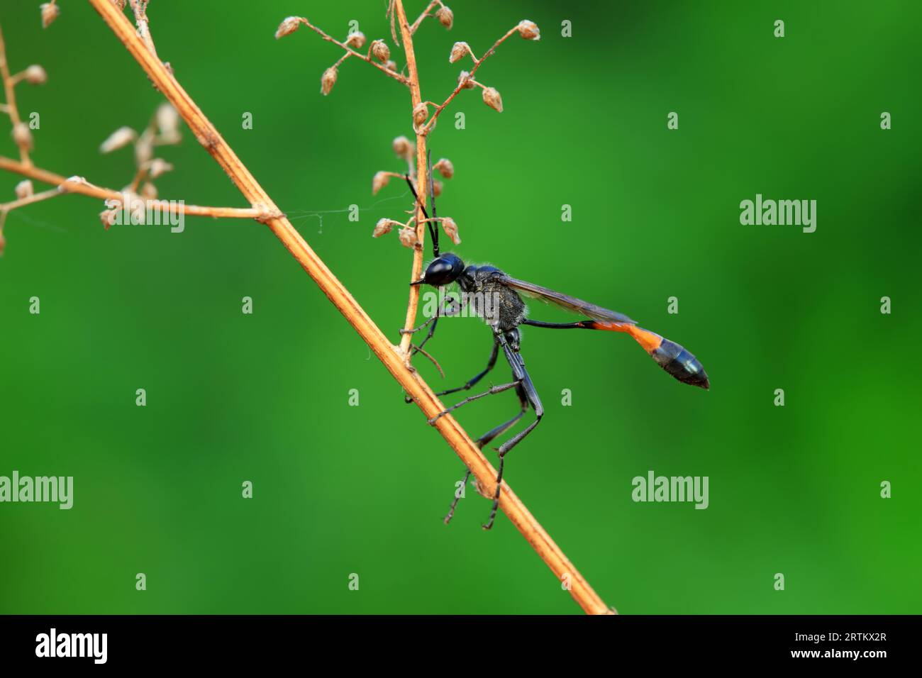 Bee insects in the wild, North China Stock Photo - Alamy