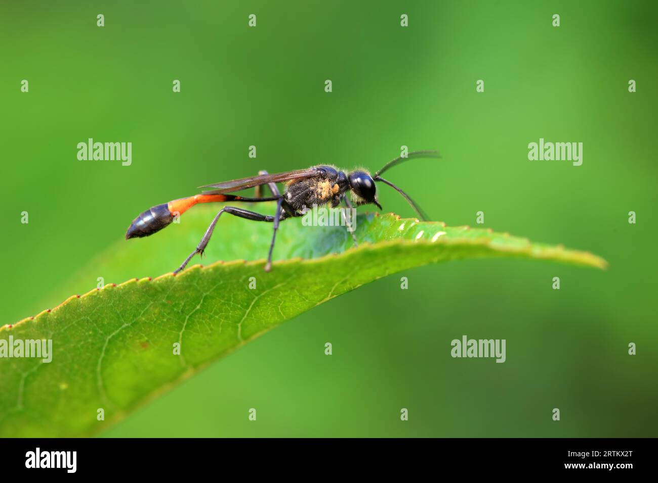 Bee insects in the wild, North China Stock Photo - Alamy