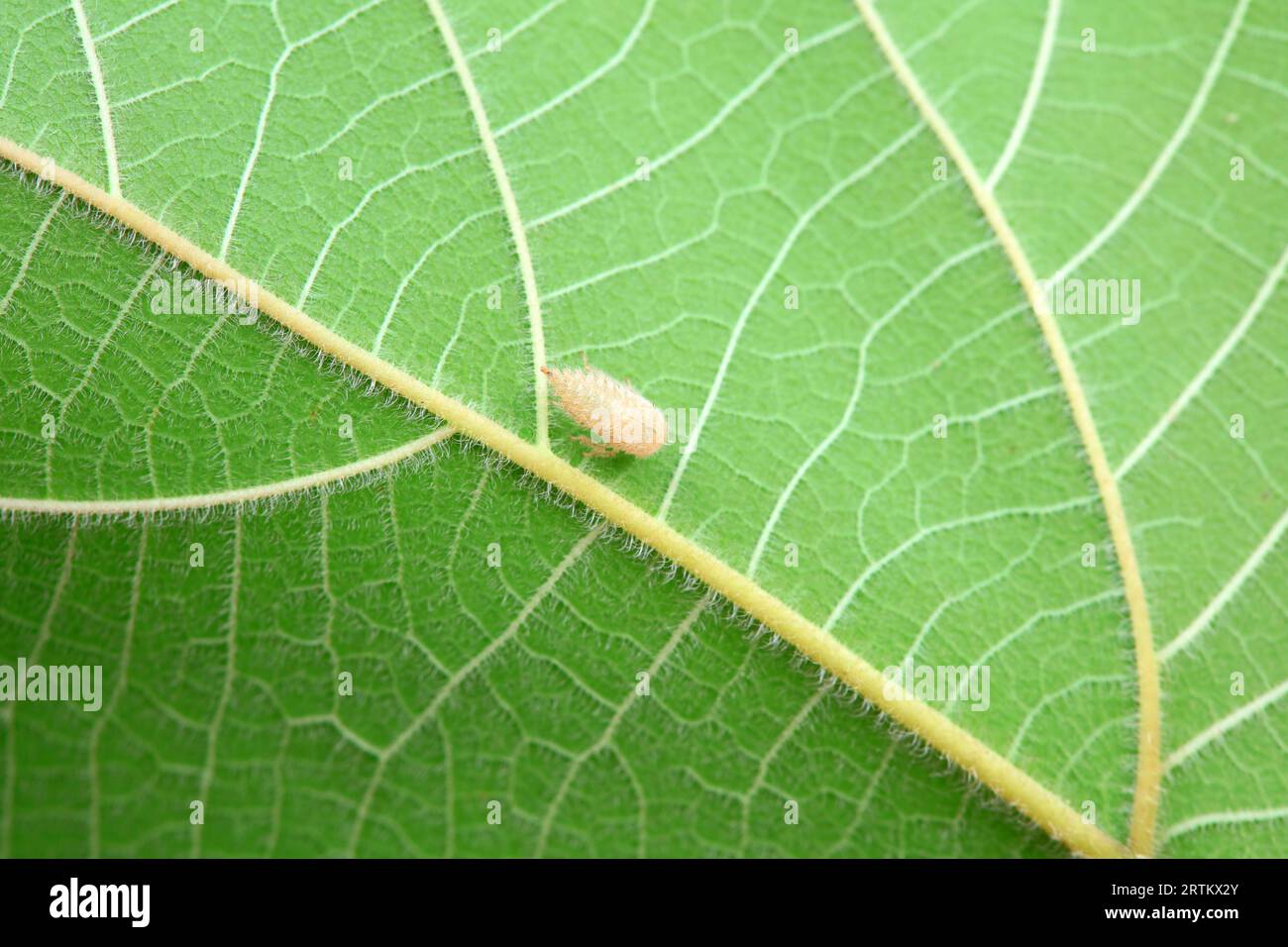 Leaf cicada on wild plants, North China Stock Photo - Alamy