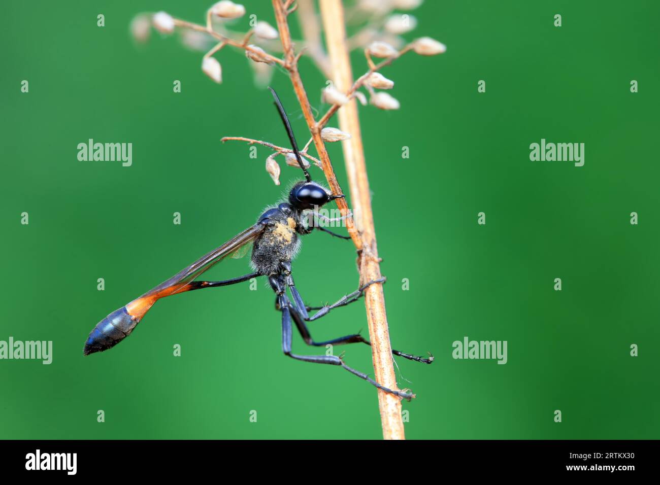 Bee insects in the wild, North China Stock Photo - Alamy