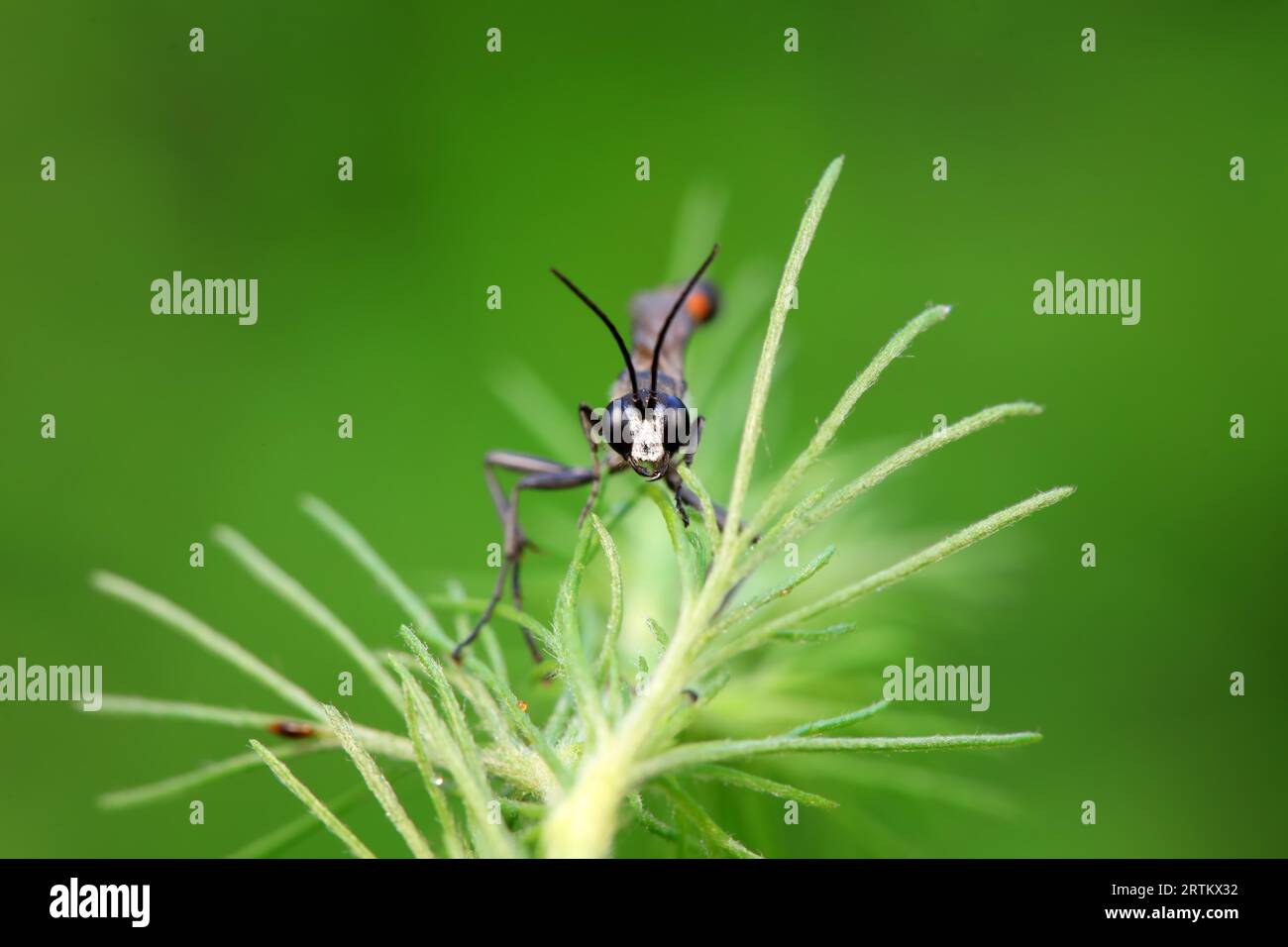 Bee insects in the wild, North China Stock Photo - Alamy