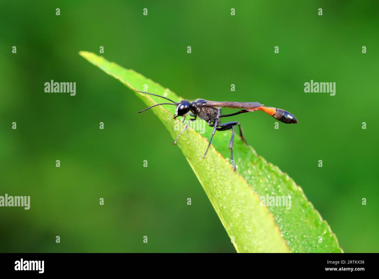China bee hi-res stock photography and images - Alamy