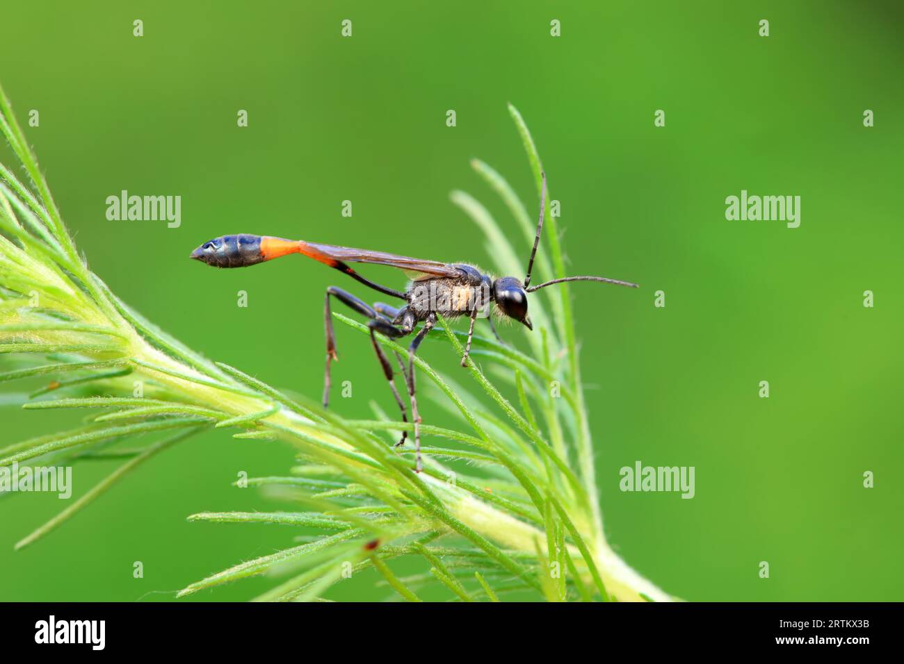Bee insects in the wild, North China Stock Photo - Alamy