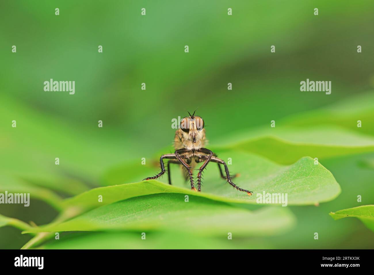Insectivorous Gadfly in the wild, North China Stock Photo - Alamy