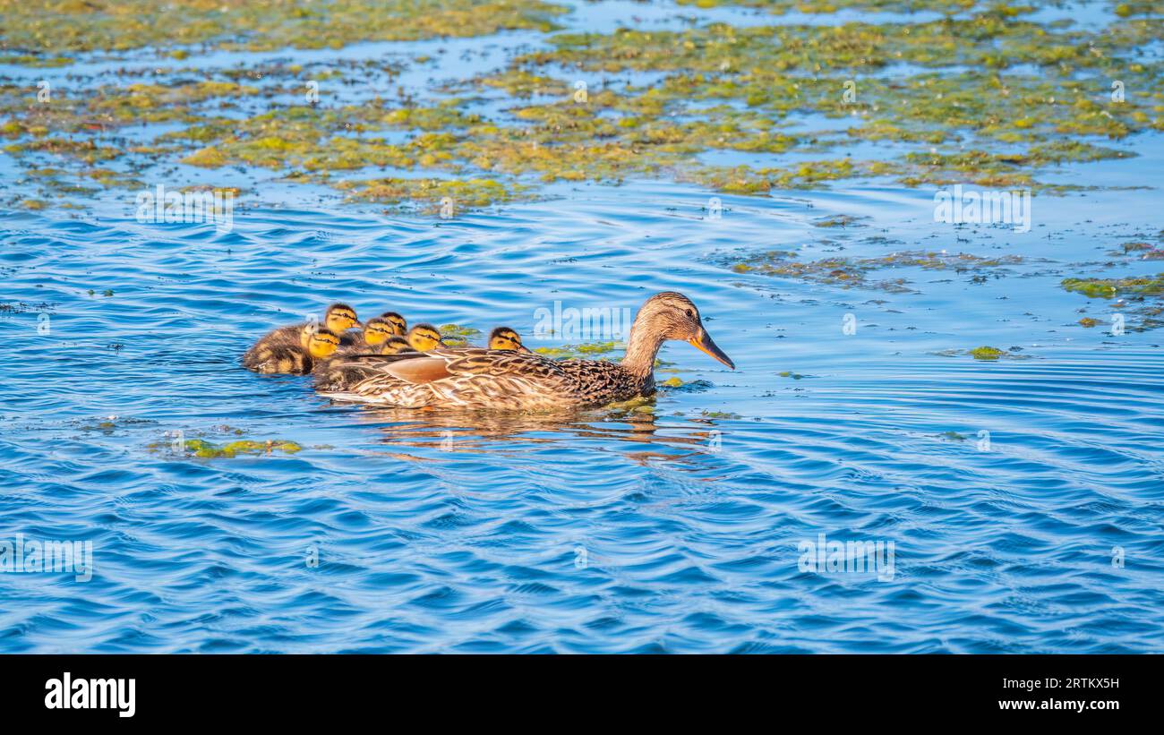 A family of ducks, a duck and its little ducklings are swimming in the ...