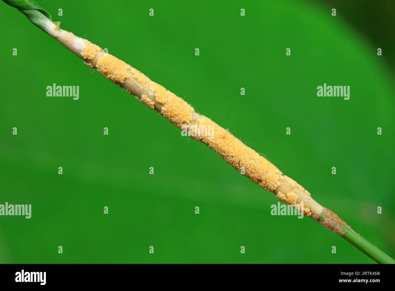 Typha fruit is in the botanical garden, North China Stock Photo - Alamy
