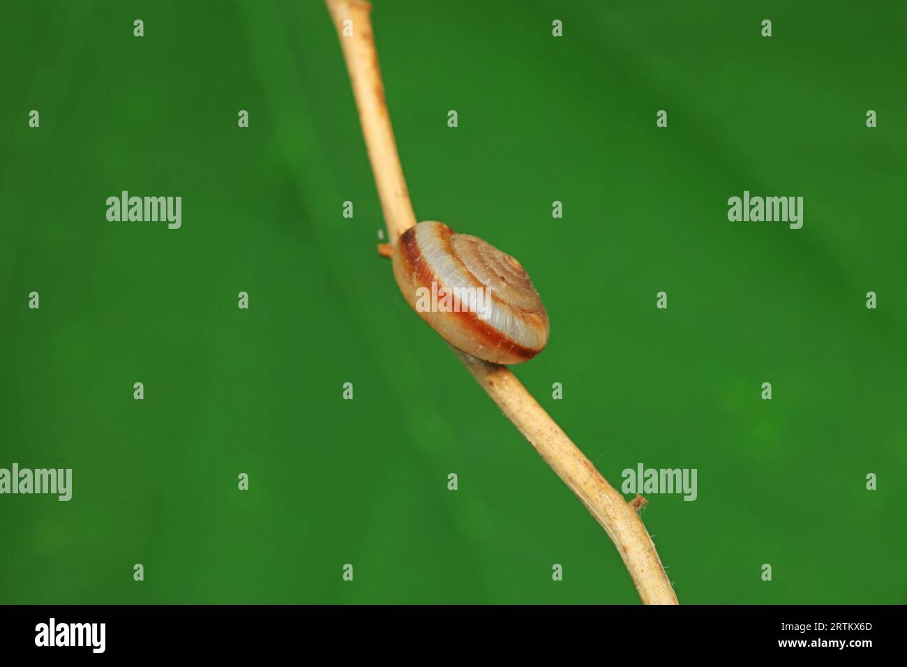 Snails on wild plants, North China Stock Photo - Alamy