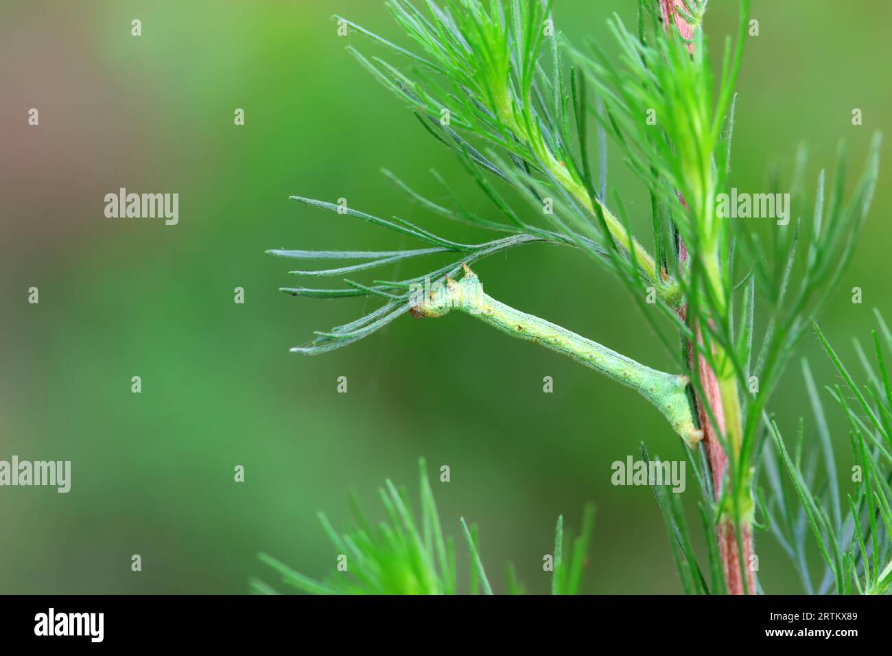 Lepidoptera larva inchworm in the wild, North China Stock Photo - Alamy