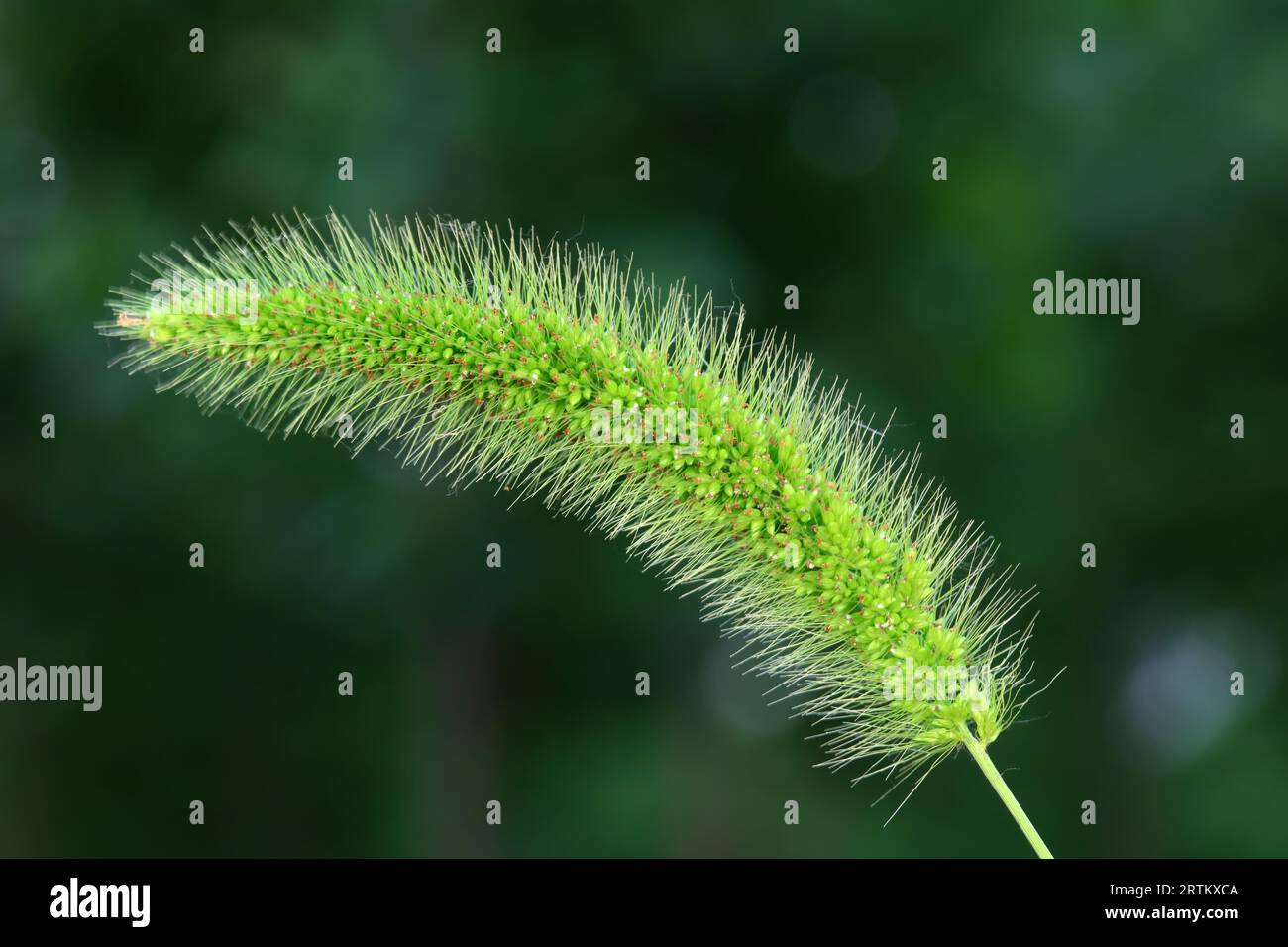 Spike inflorescence hi-res stock photography and images - Alamy