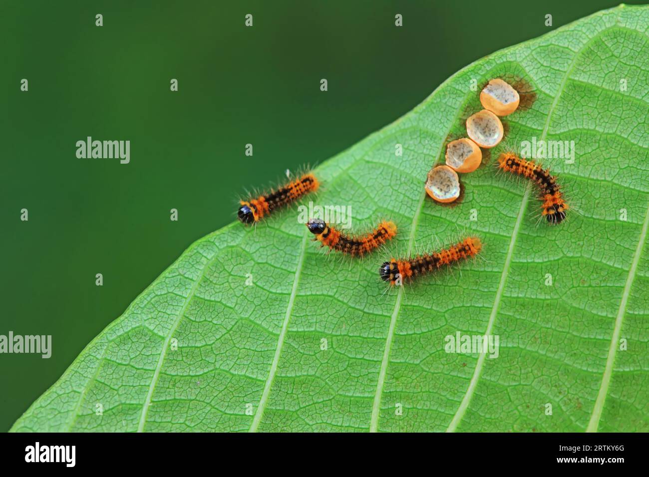 Lepidoptera larvae in the wild, North China Stock Photo - Alamy