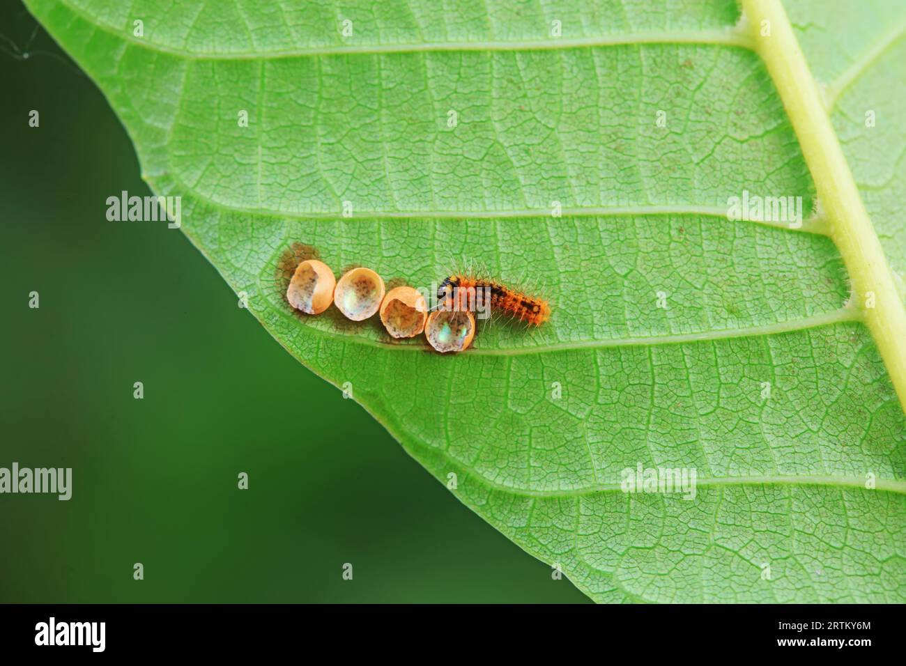 Lepidoptera larvae in the wild, North China Stock Photo - Alamy