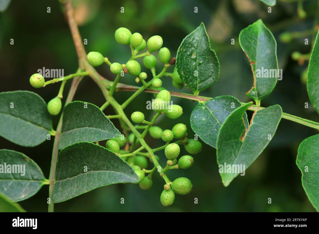Wild pepper fruit, North China Stock Photo - Alamy