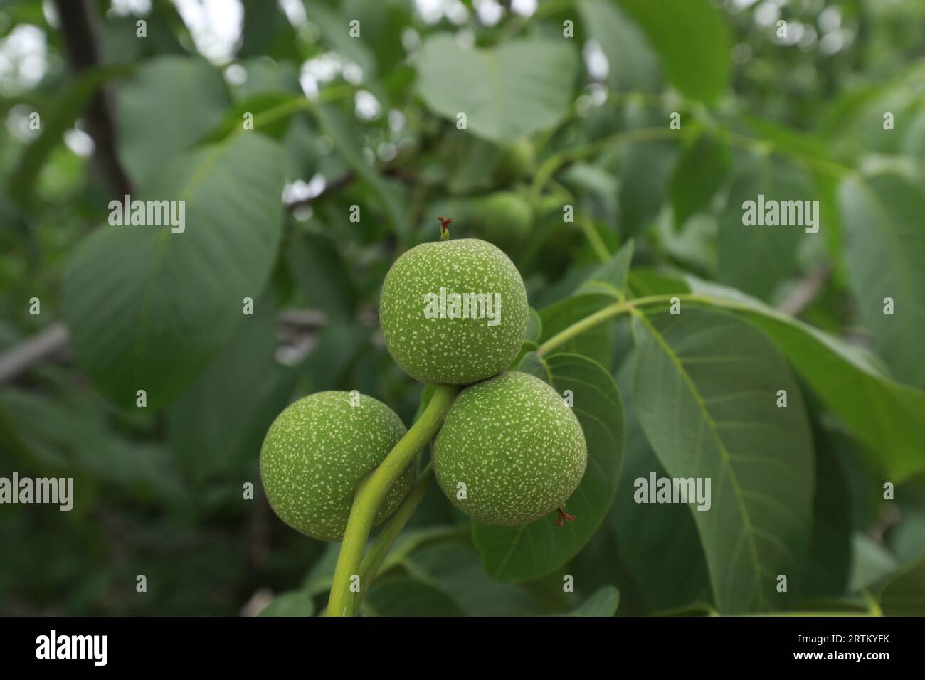 Chinese walnut tree hi-res stock photography and images - Alamy
