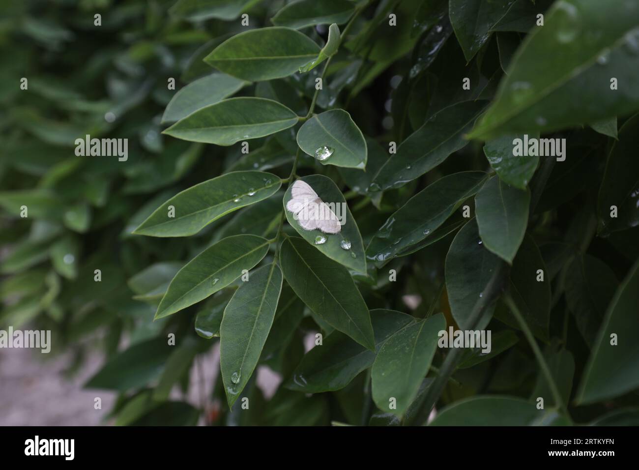 Exquisite moths hi-res stock photography and images - Alamy